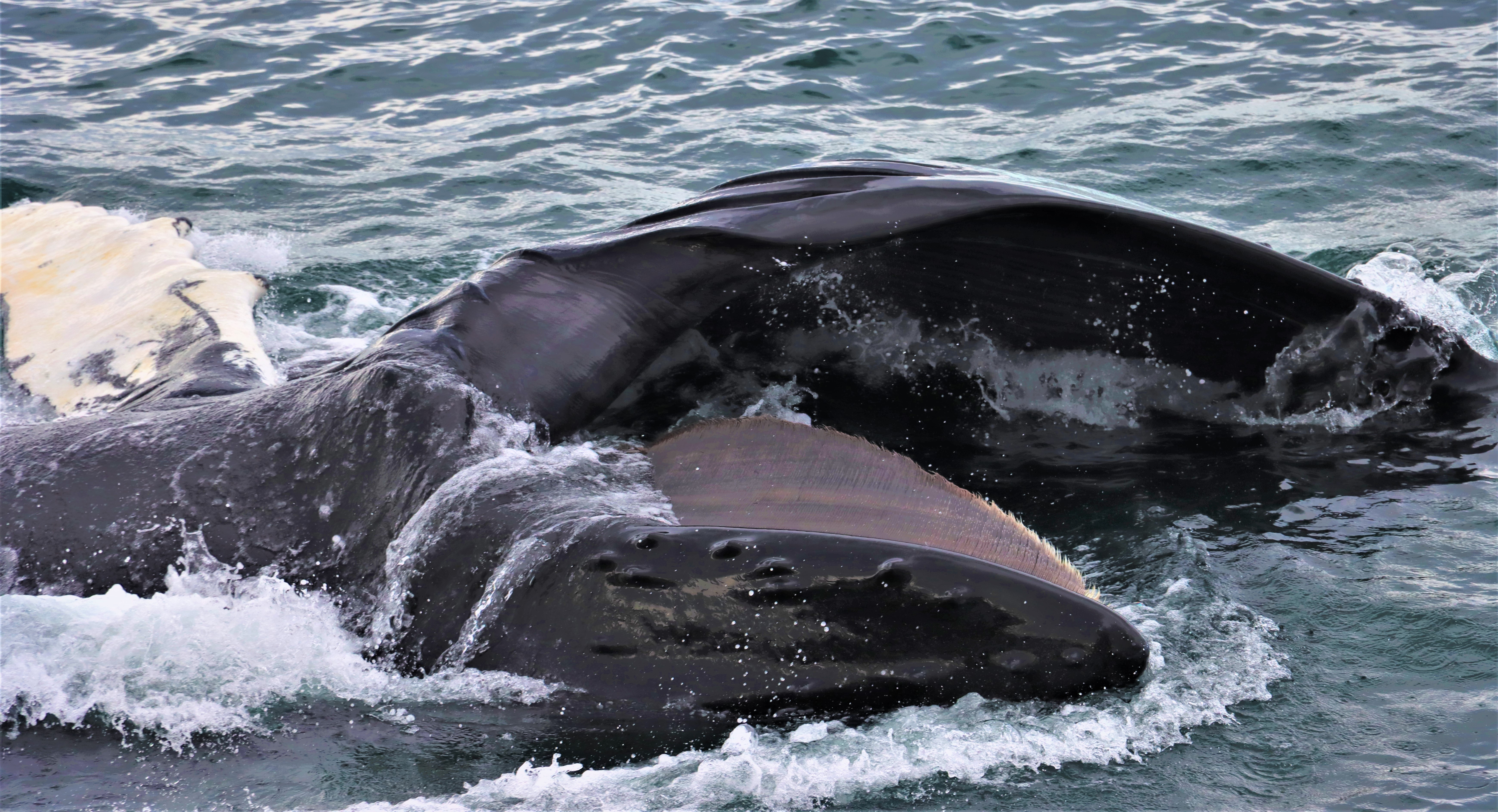 BALEEN PLATES- WHAT ARE THESE? | Gentle Giants Whale Watching Husavik ...