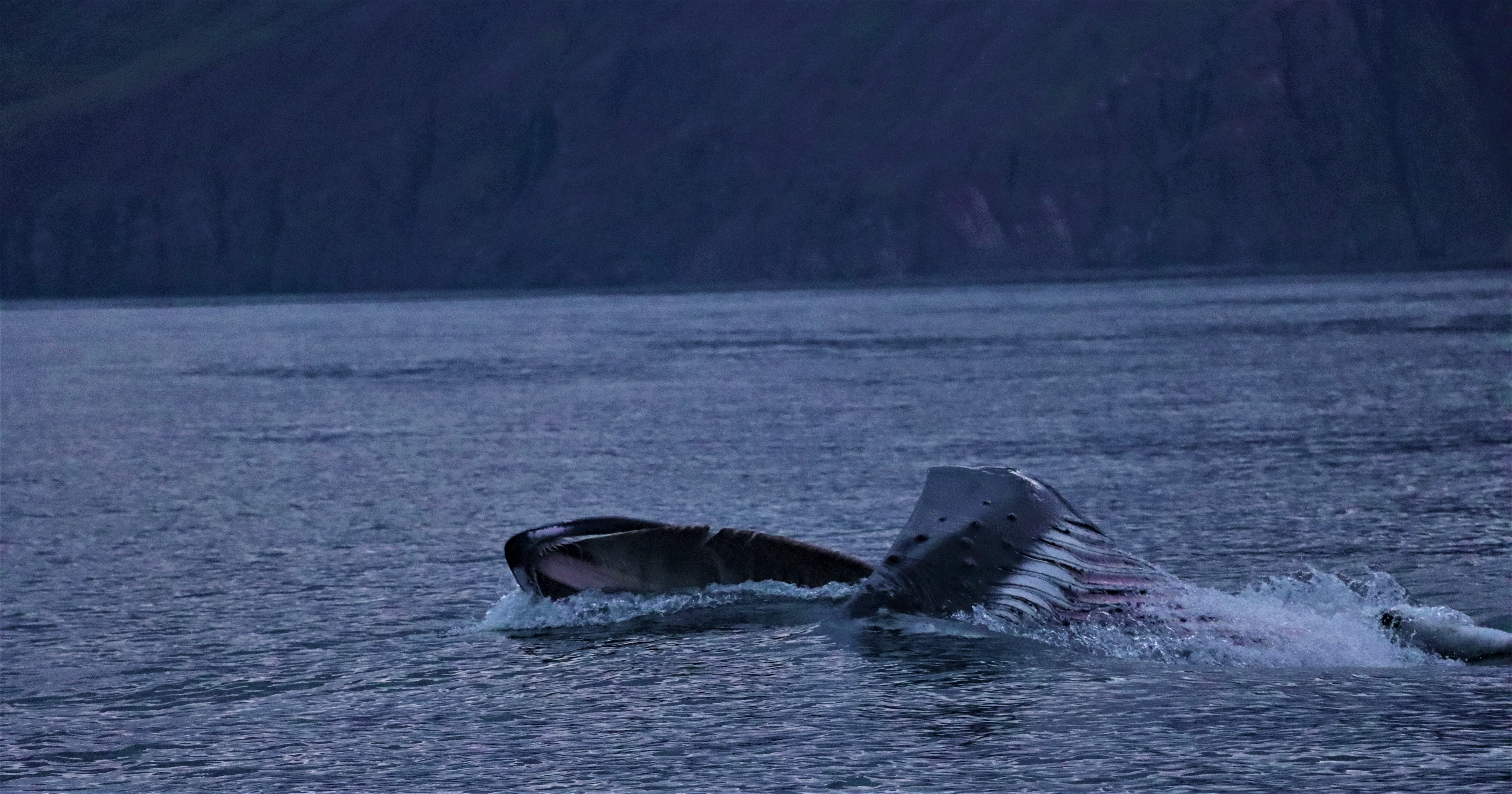BALEEN PLATES- WHAT ARE THESE? | Gentle Giants Whale Watching Husavik ...