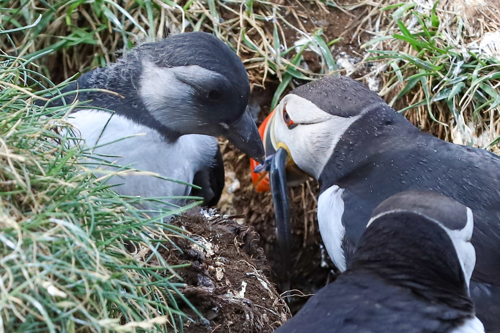 FAREWELL PUFFINS OF LUNDEY - UNTIL WE MEET AGAIN | Gentle Giants Whale ...