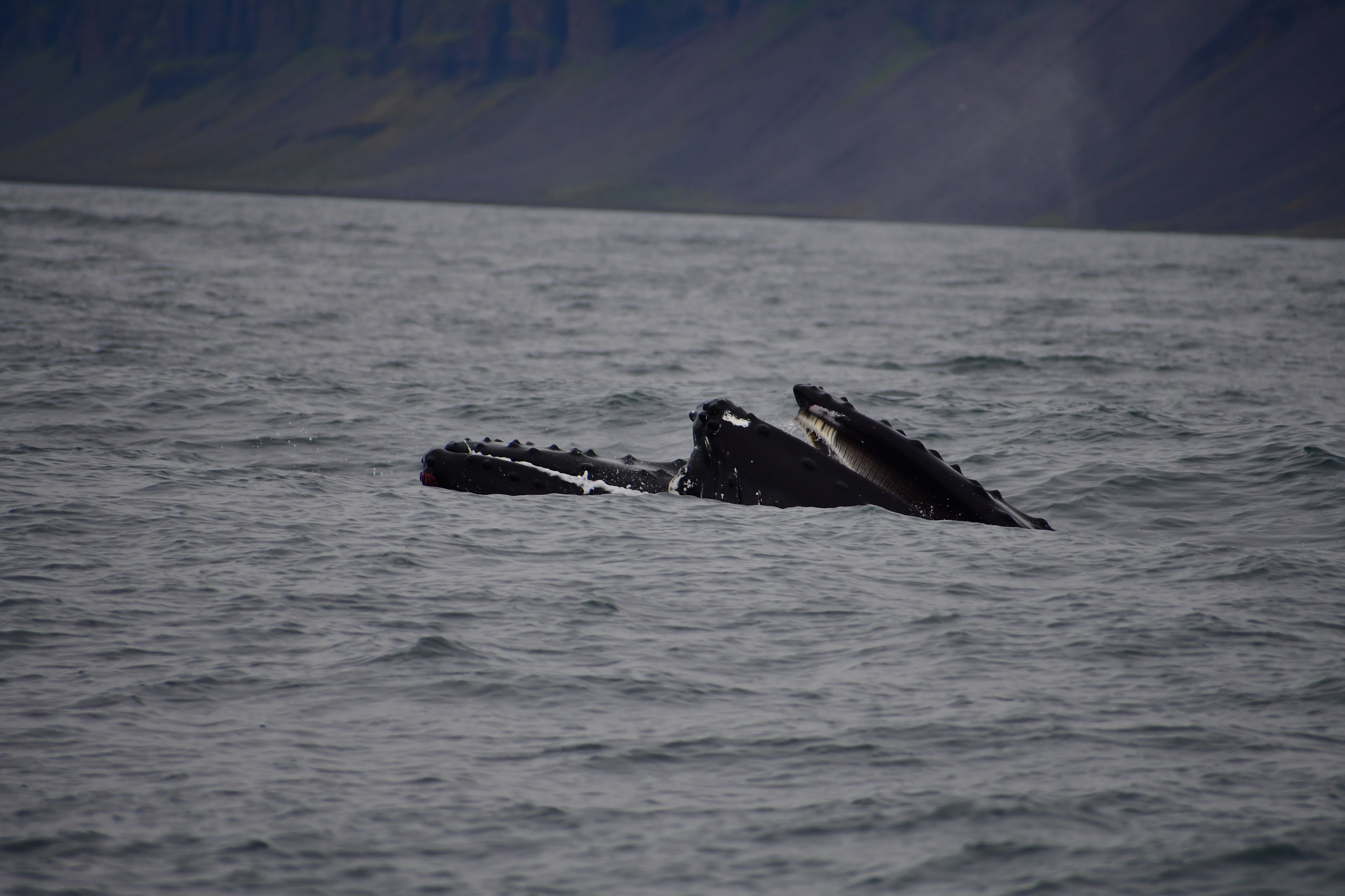 THE PATH TO PLANKTON- FEEDING OF THE HUMPBACK WHALES | Gentle Giants ...