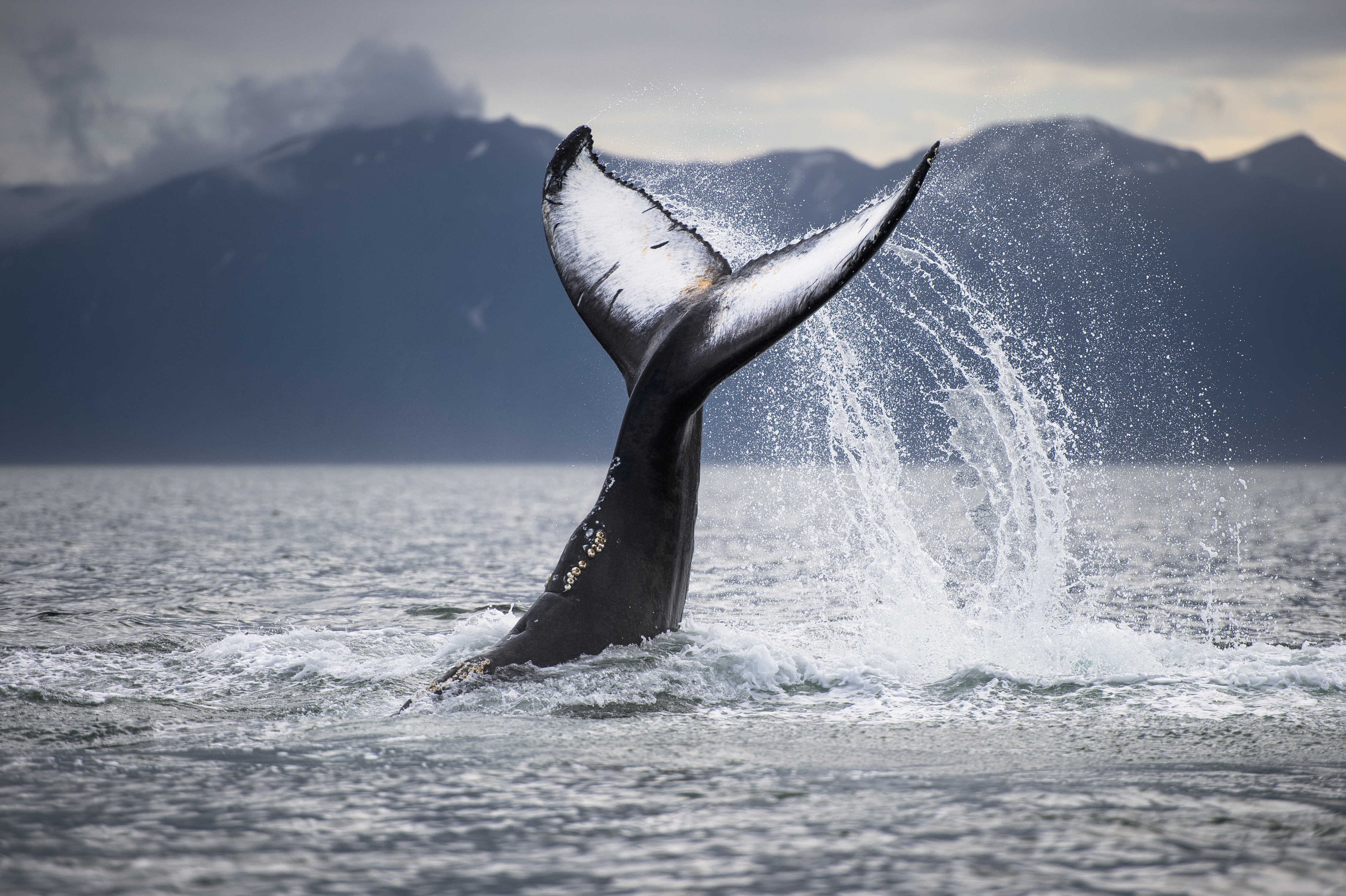A GIFT WHICH LEAVES MEMORIES FOR A LIFETIME | Gentle Giants Whale ...
